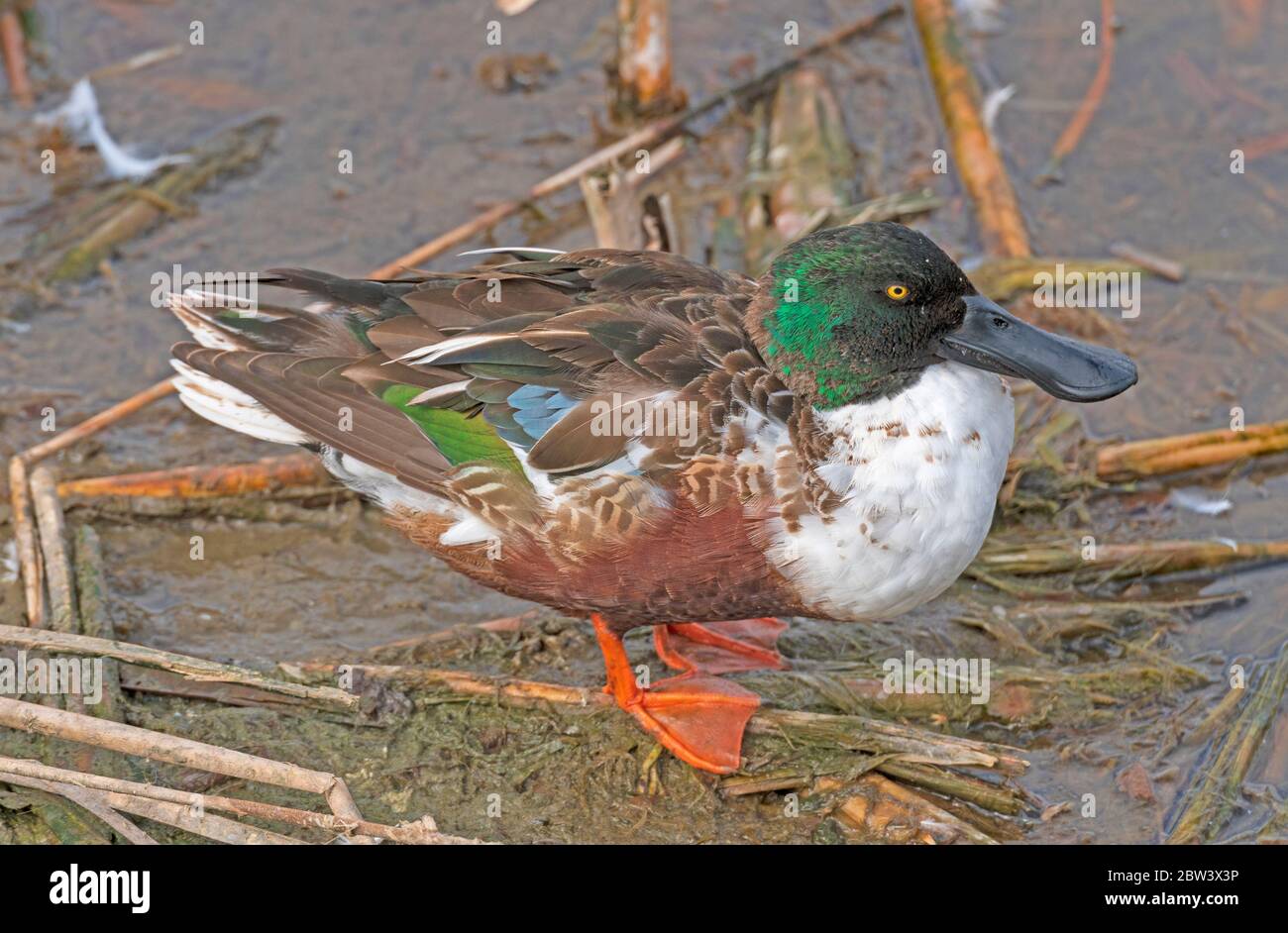 Texas gulf of mexico marsh hi-res stock photography and images - Alamy