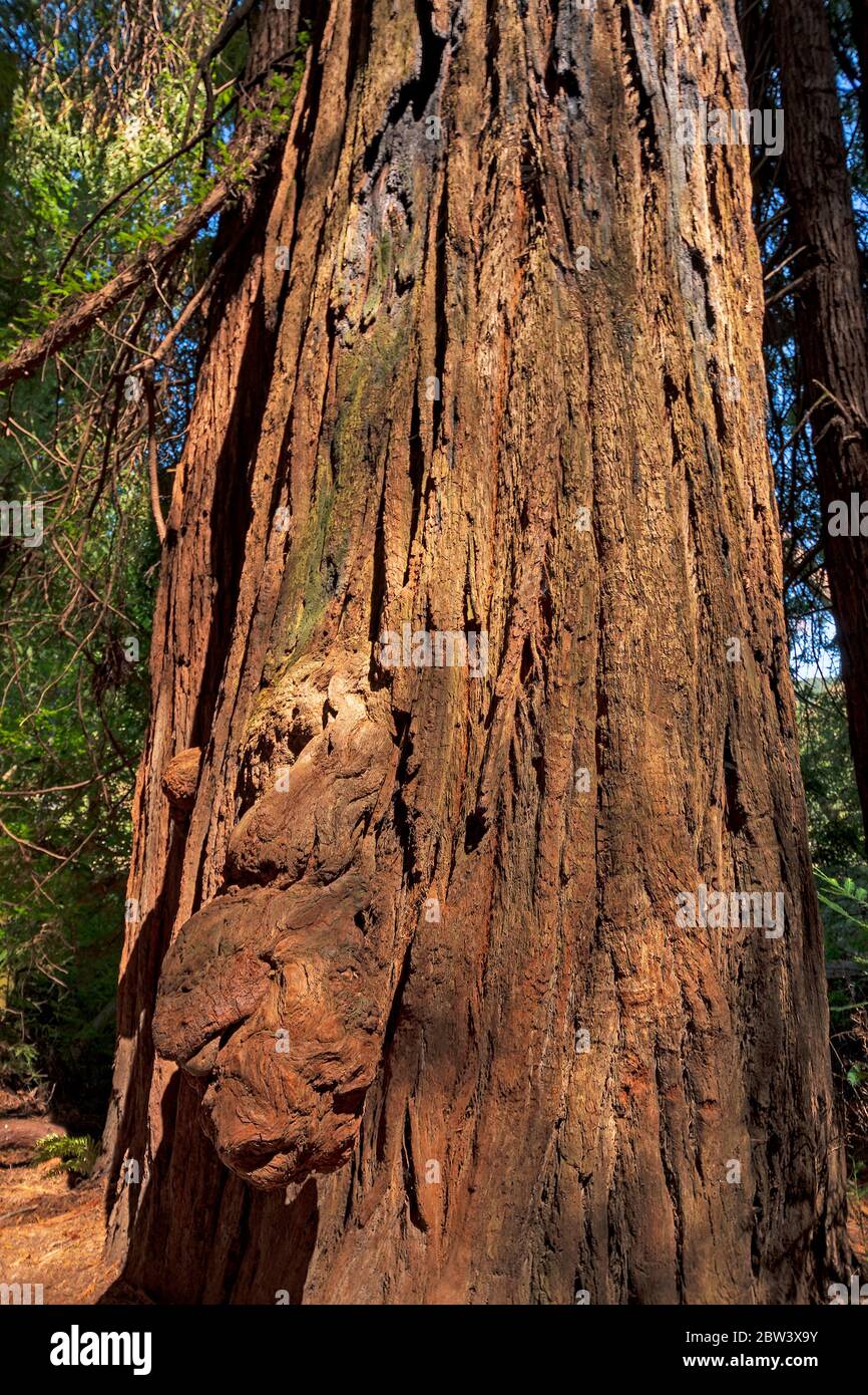 Redwood bark details hi-res stock photography and images - Alamy