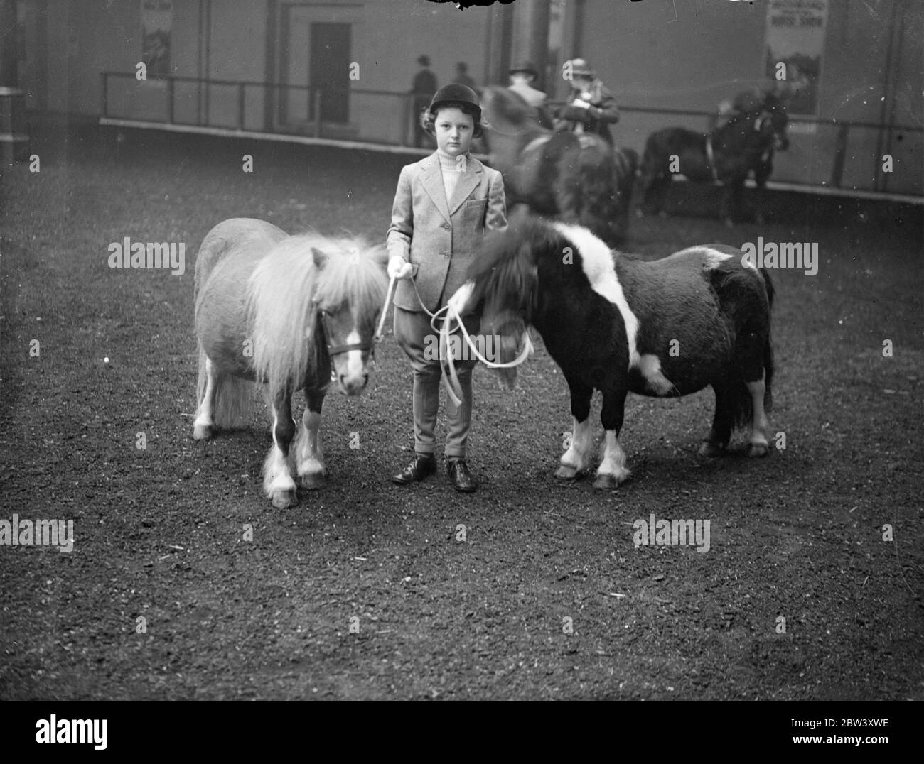 Prize winning Shetland at National Pony Show . The National Pony ...
