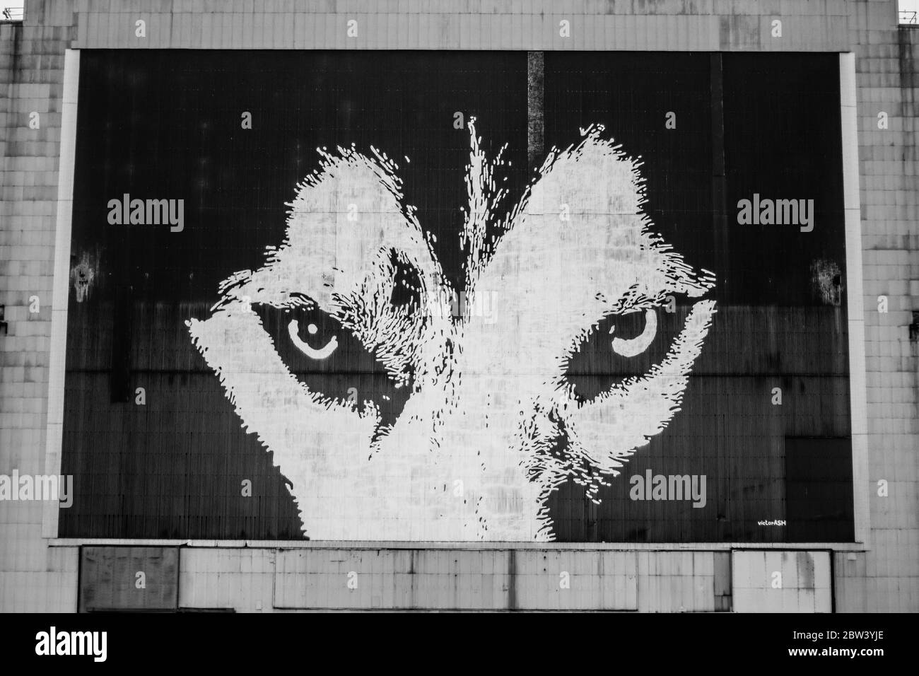 Photo of a wolf taken in Copenaghen Stock Photo - Alamy