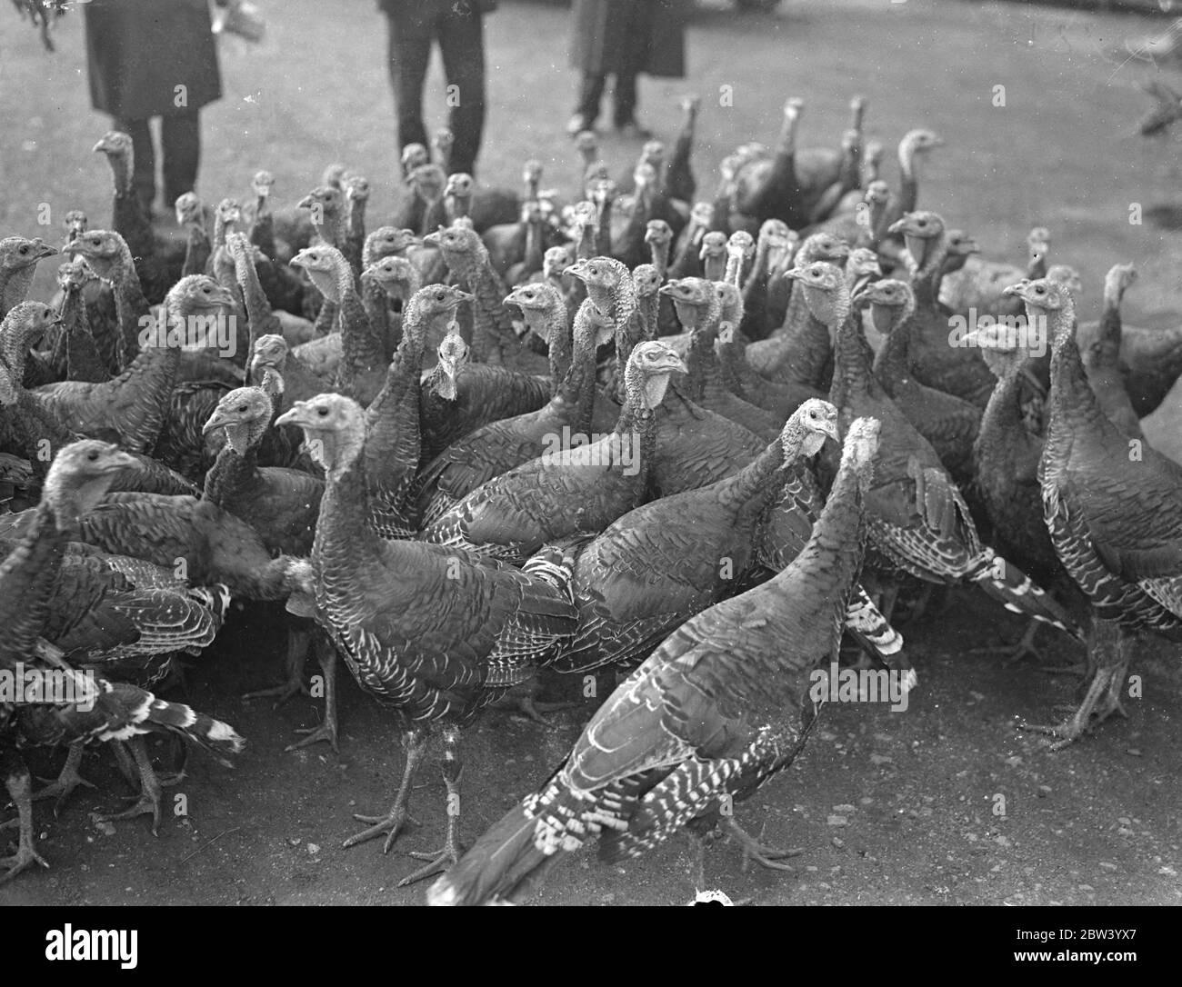 A rafter of turkeys Stock Photo - Alamy