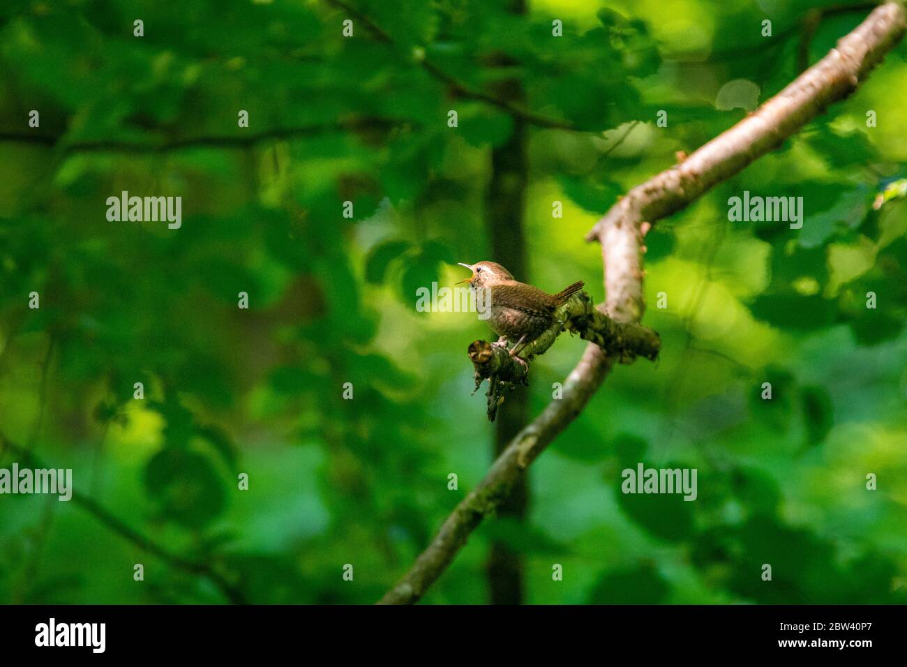 Eurasian wren on a branch in the forest Stock Photo - Alamy
