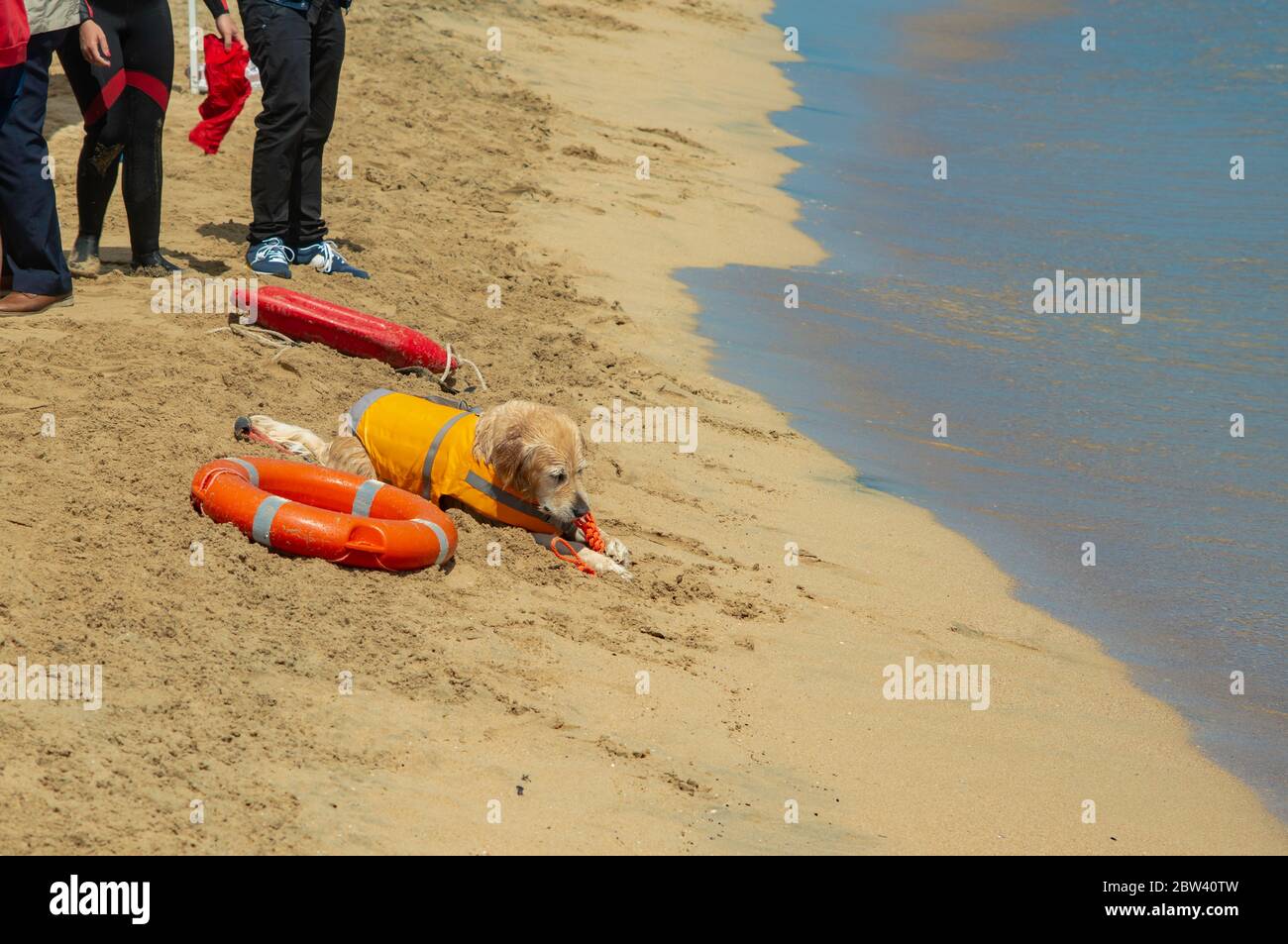 Lifeguard dog hi-res stock photography and images - Alamy