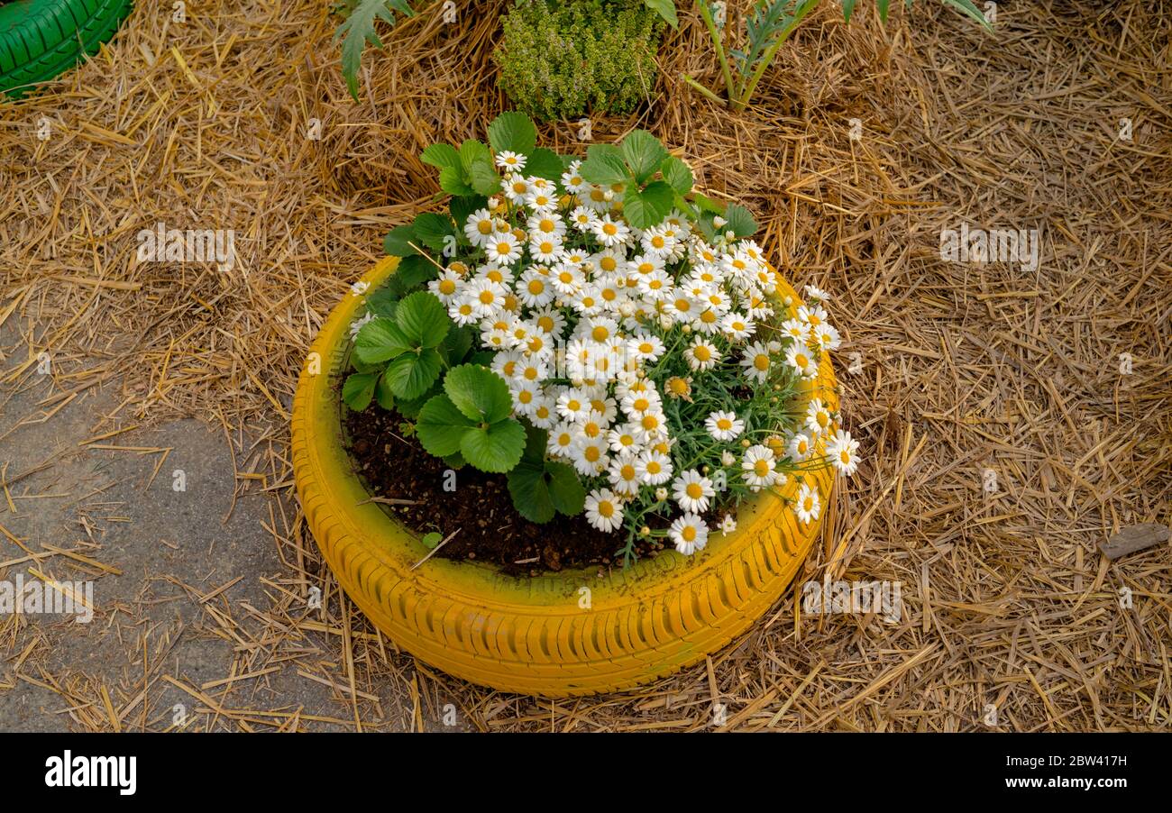 Colorful painting on the unused rubber wheel tires and using as the ...