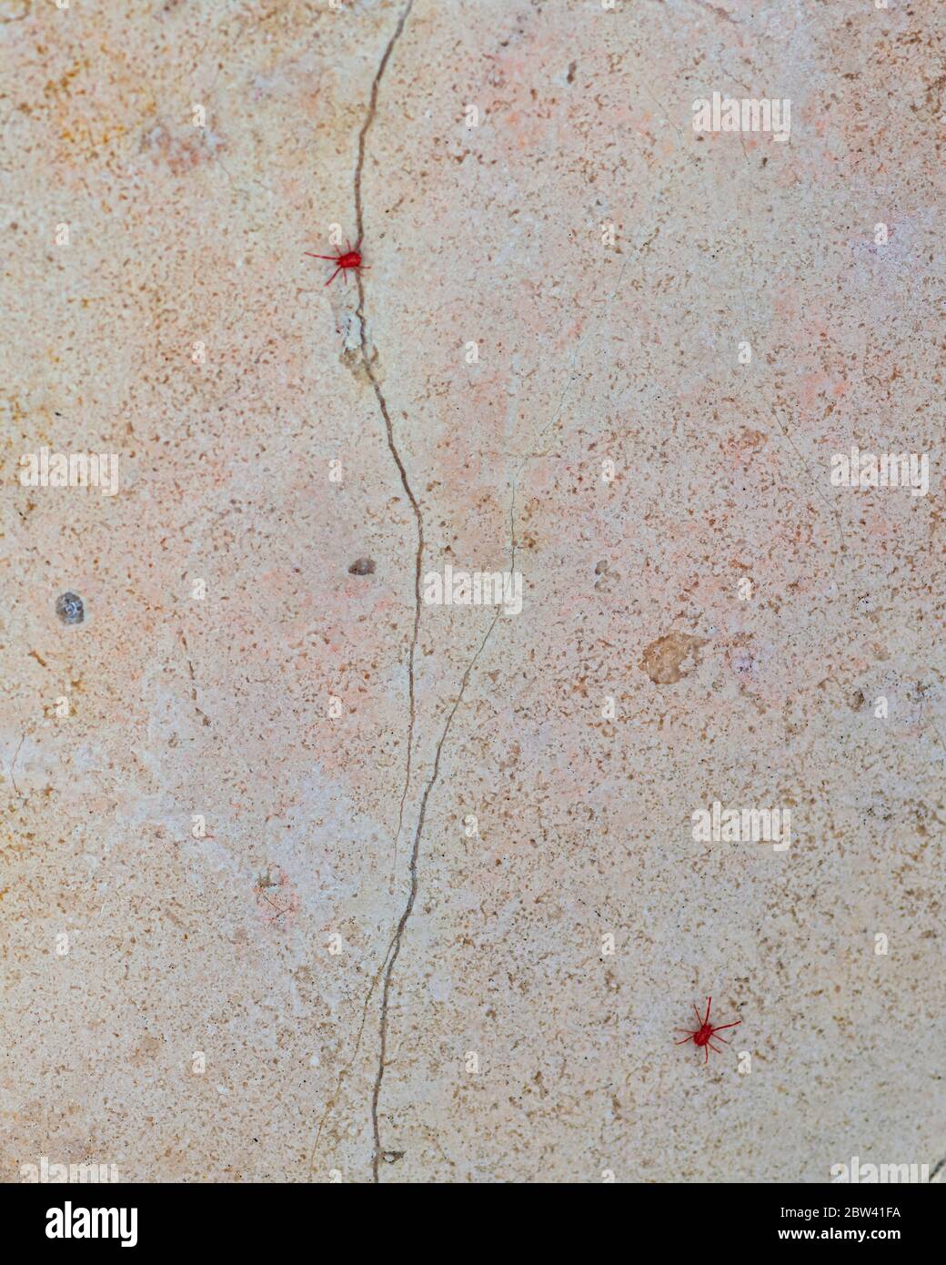 Soil mite hi-res stock photography and images - Alamy