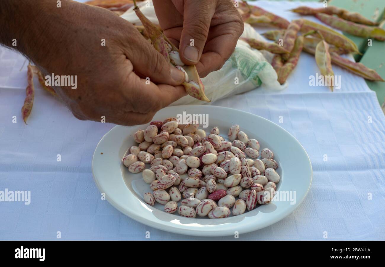 Kidney shell hi-res stock photography and images - Alamy
