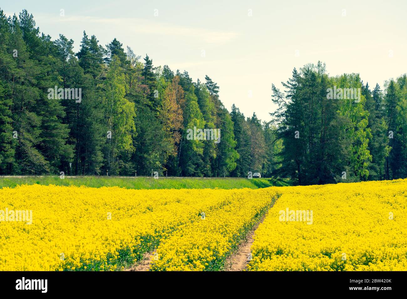 The road between the forest and the yellow field Stock Photo - Alamy