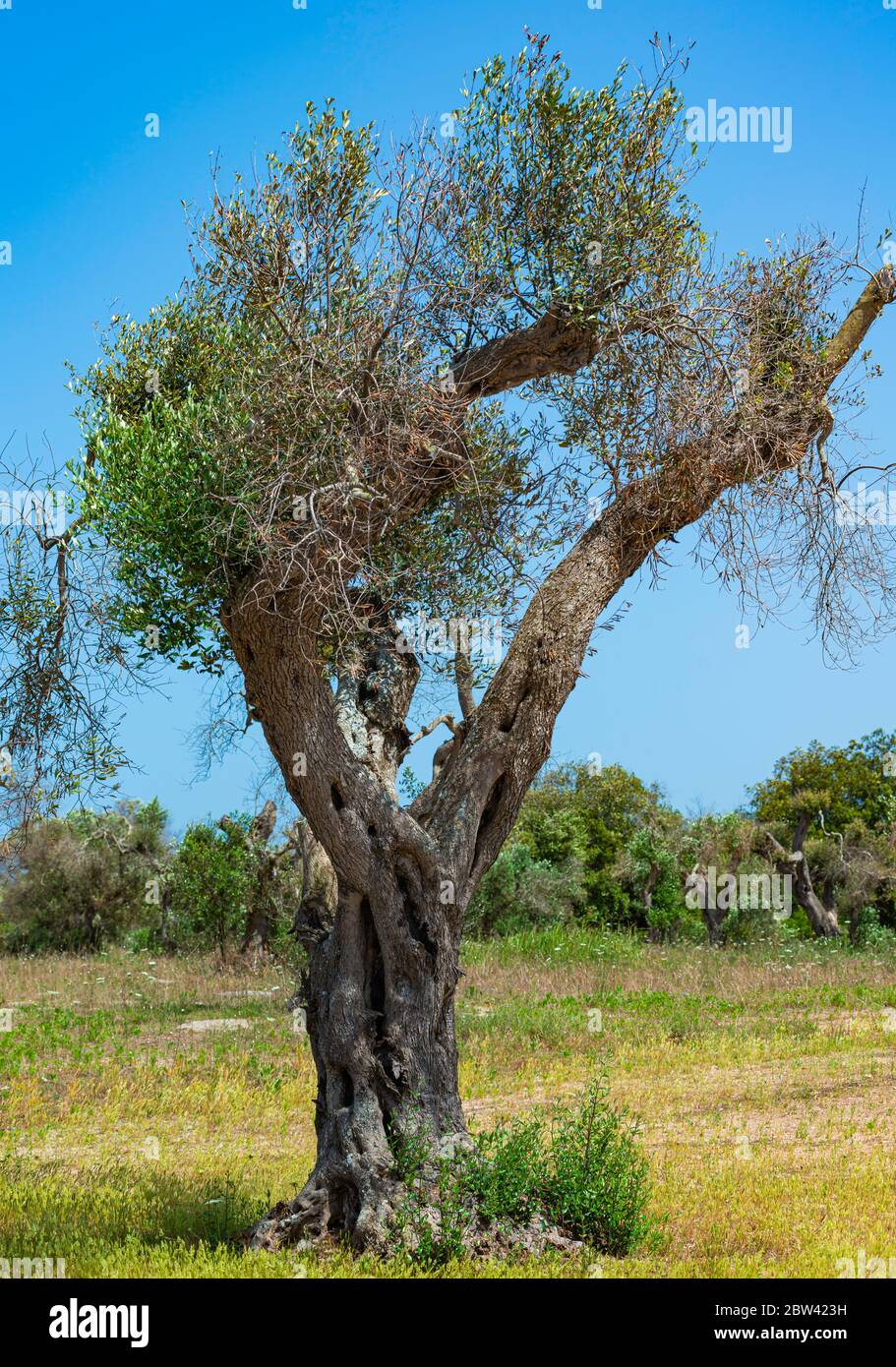 Xylella fastidiosa olive hi-res stock photography and images - Alamy