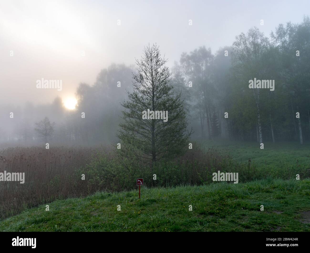 fog landscape in the morning, trees wrapped in white fog, fuzzy ...