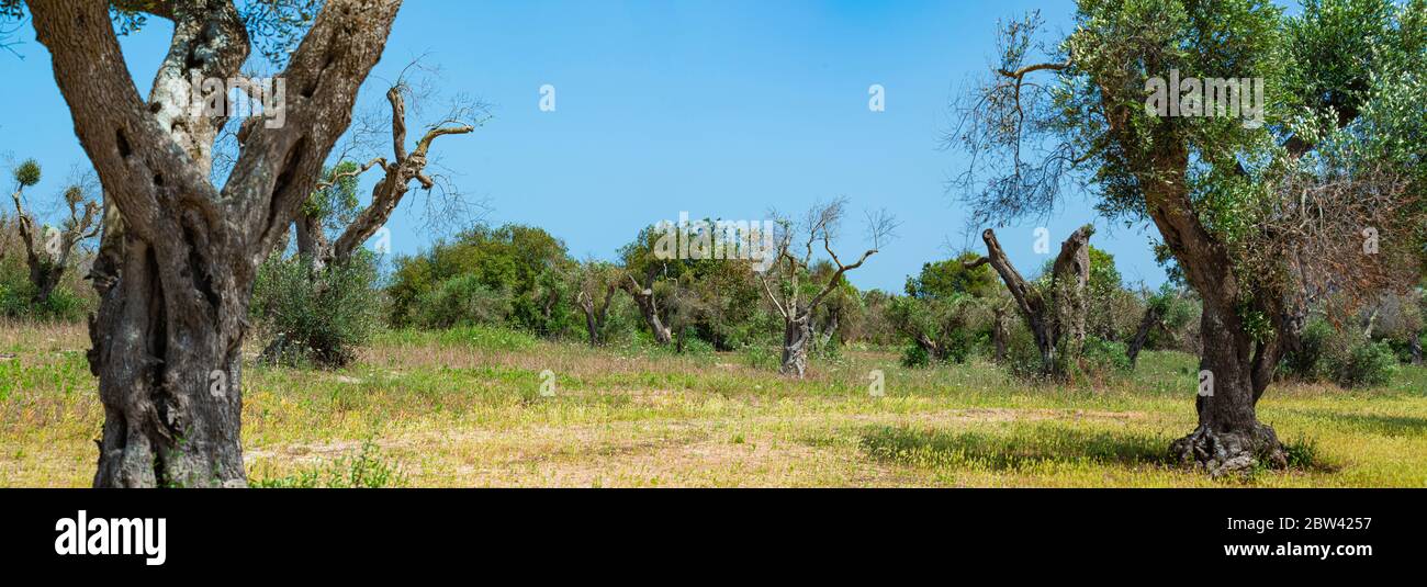 Xylella fastidiosa puglia hi-res stock photography and images - Alamy