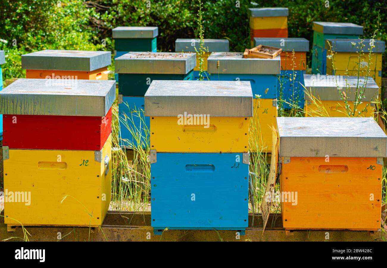 Hives in an apiary with bees flying to the landing boards. Apiculture ...