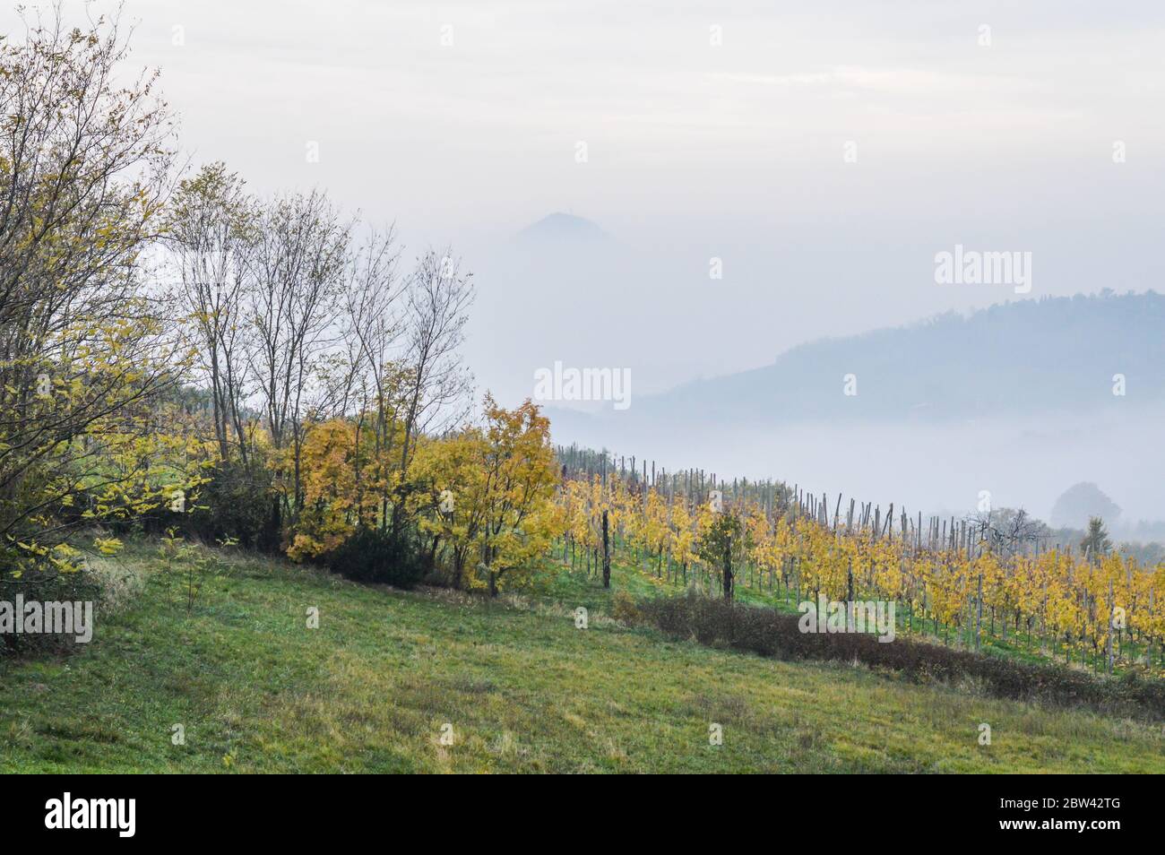 View of the Euganean Hills in autumn with fog and yellow vineyards ...