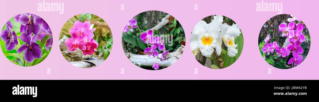 Collage Orchid texture. Set of different exotic orchid flower for ...
