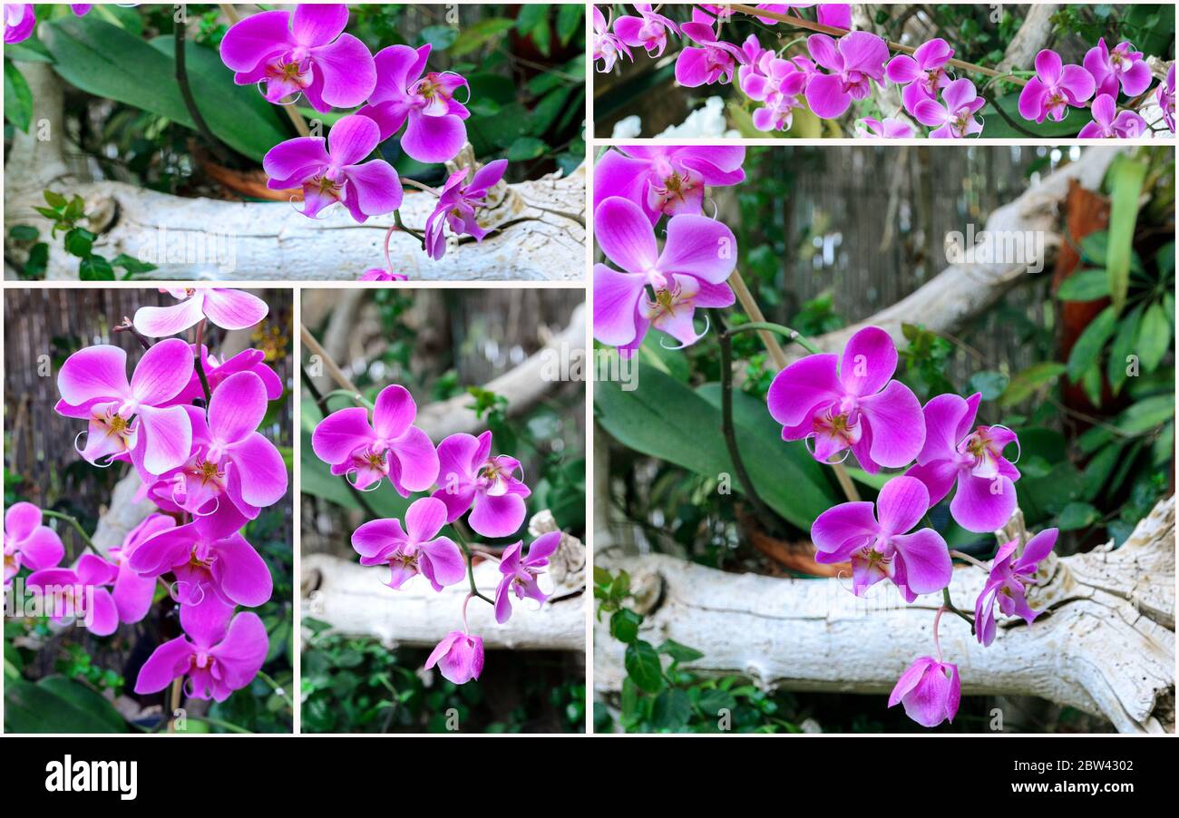 Collage of Exotic Orchid grows and blooms in tropical garden. Set of ...