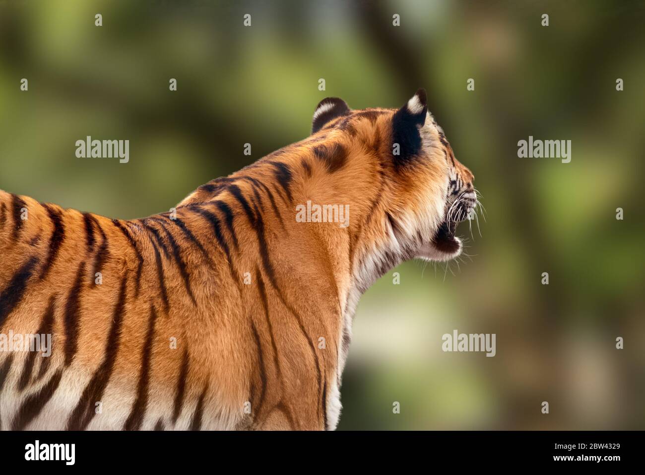 Roaring Tiger Side View Close Up Of Roaring Bengal Tiger Greeting Card