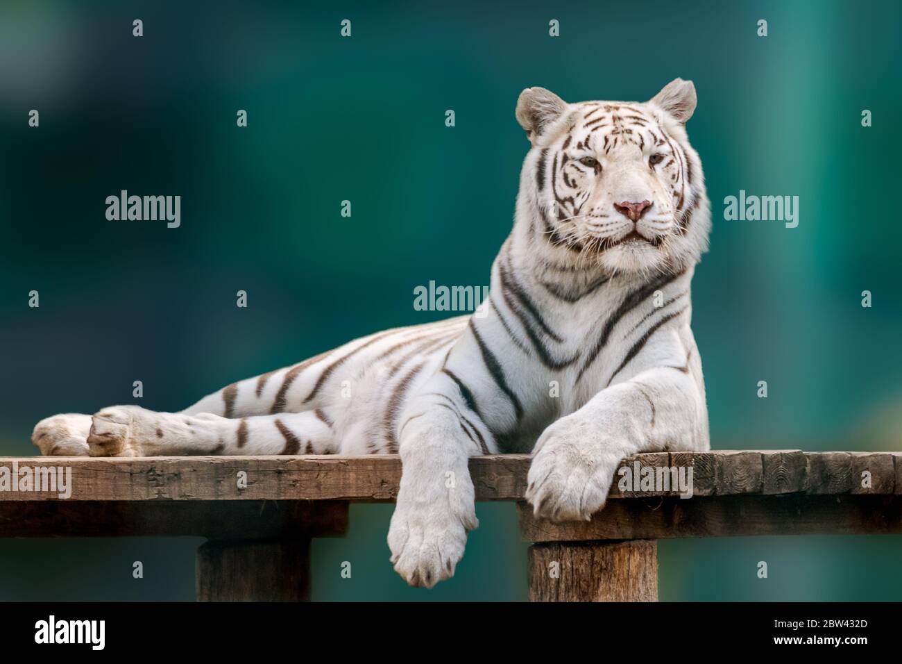 White tiger with black stripes laying down on wooden deck. Full size ...