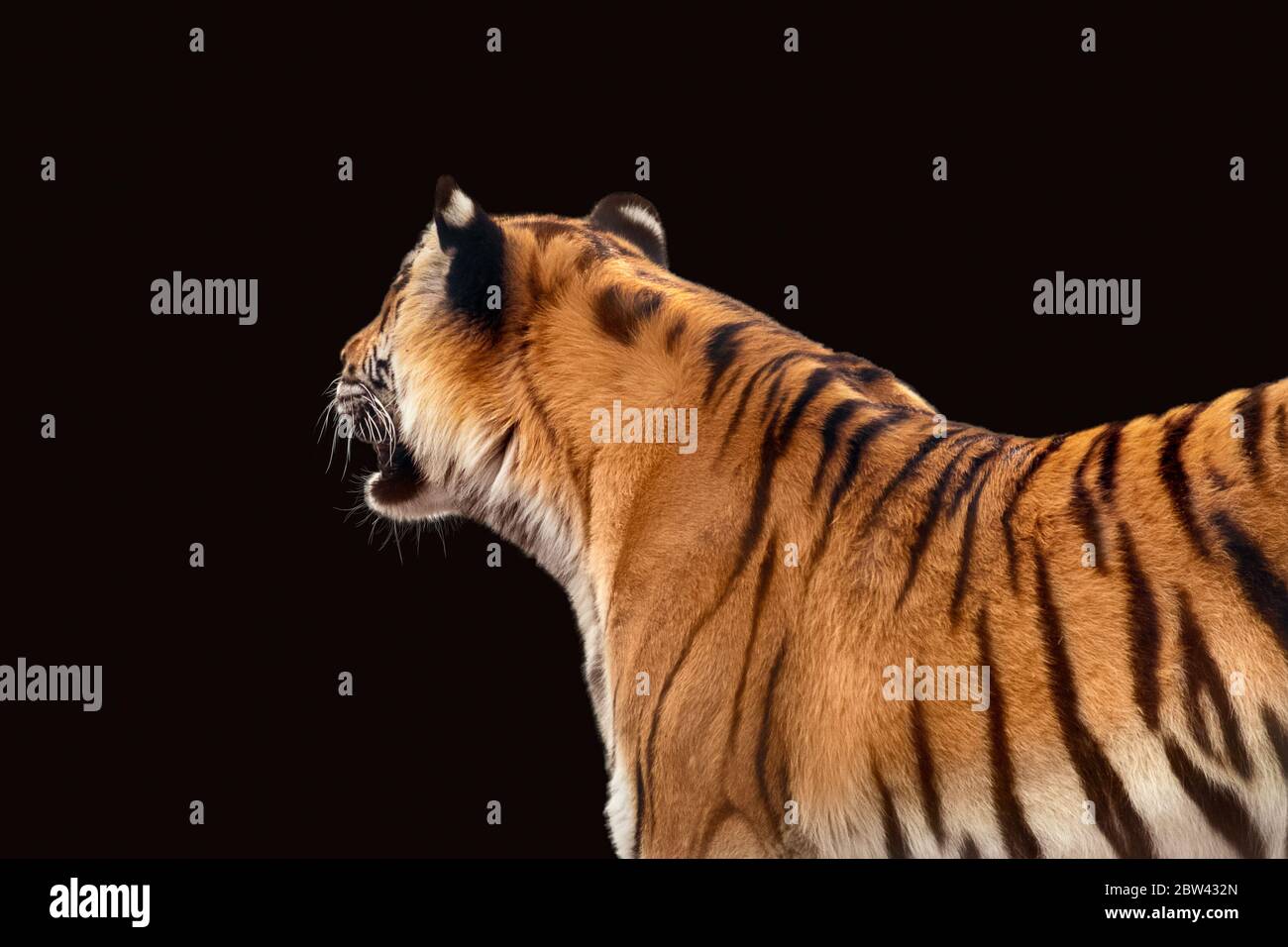 Tiger with black stripes looking to the left side and roaring. Close ...
