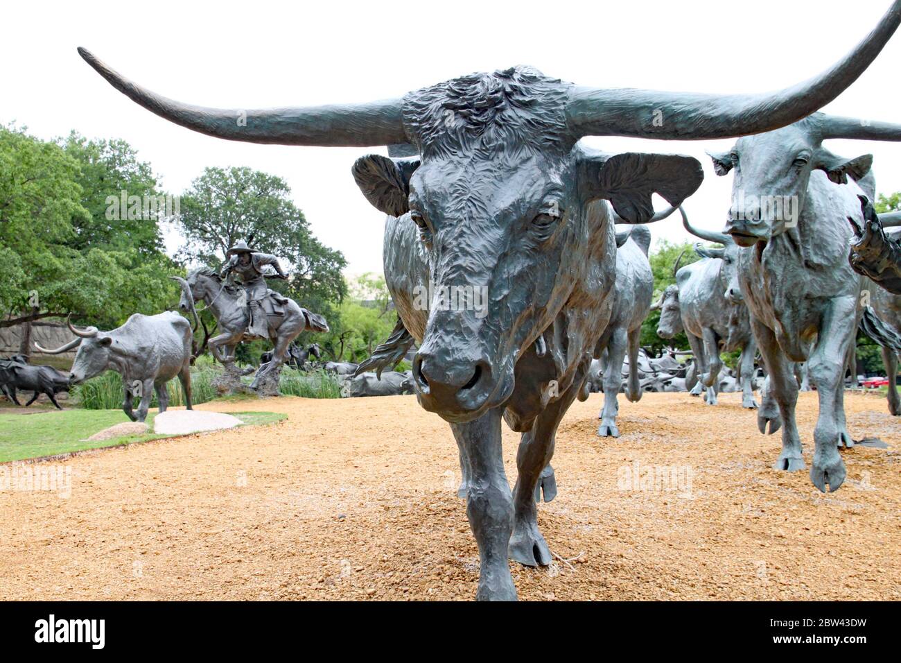 Texas longhorn cattle sculpture pioneer hi-res stock photography and ...