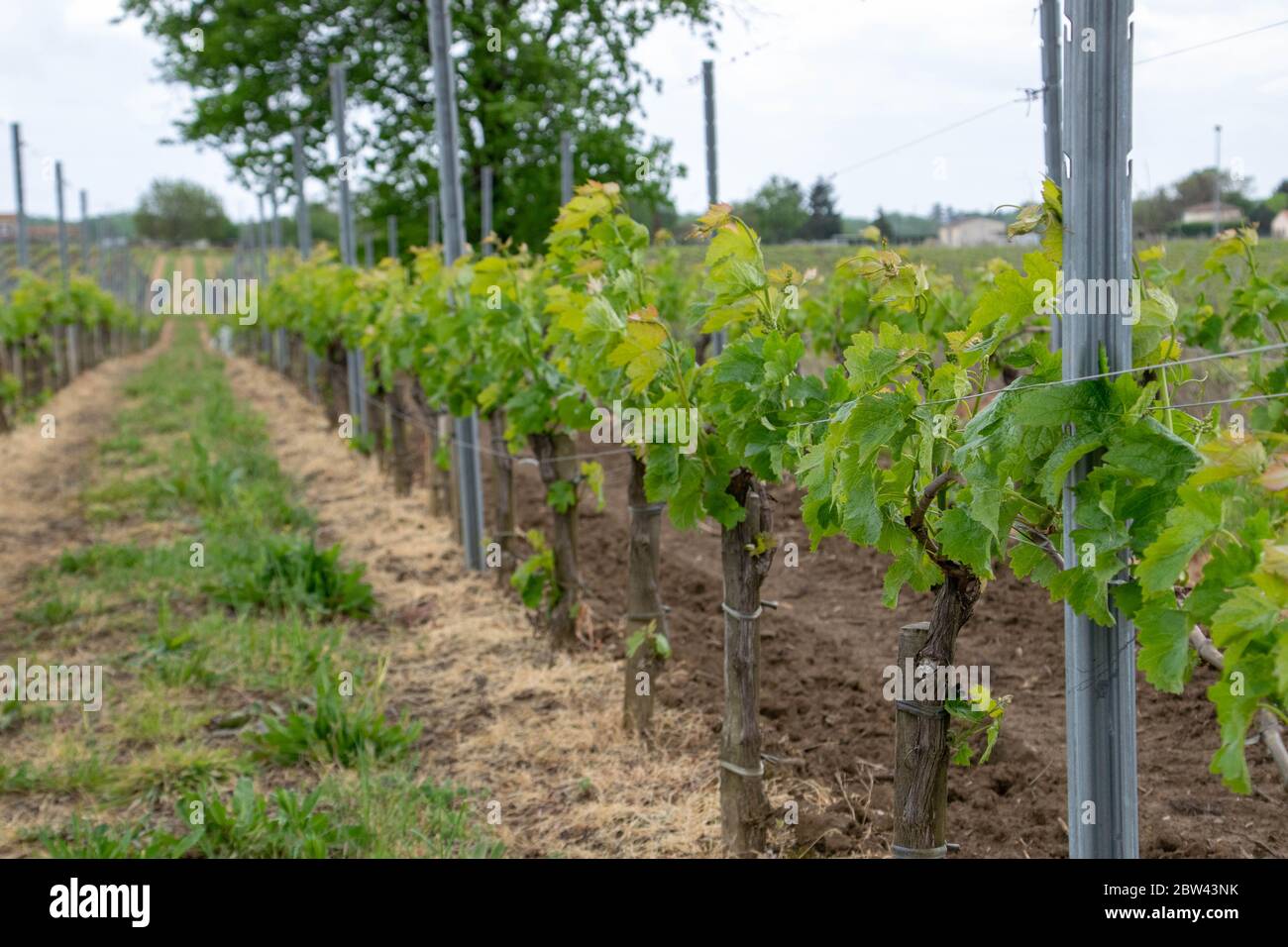 Vineyard leaves hi-res stock photography and images - Alamy