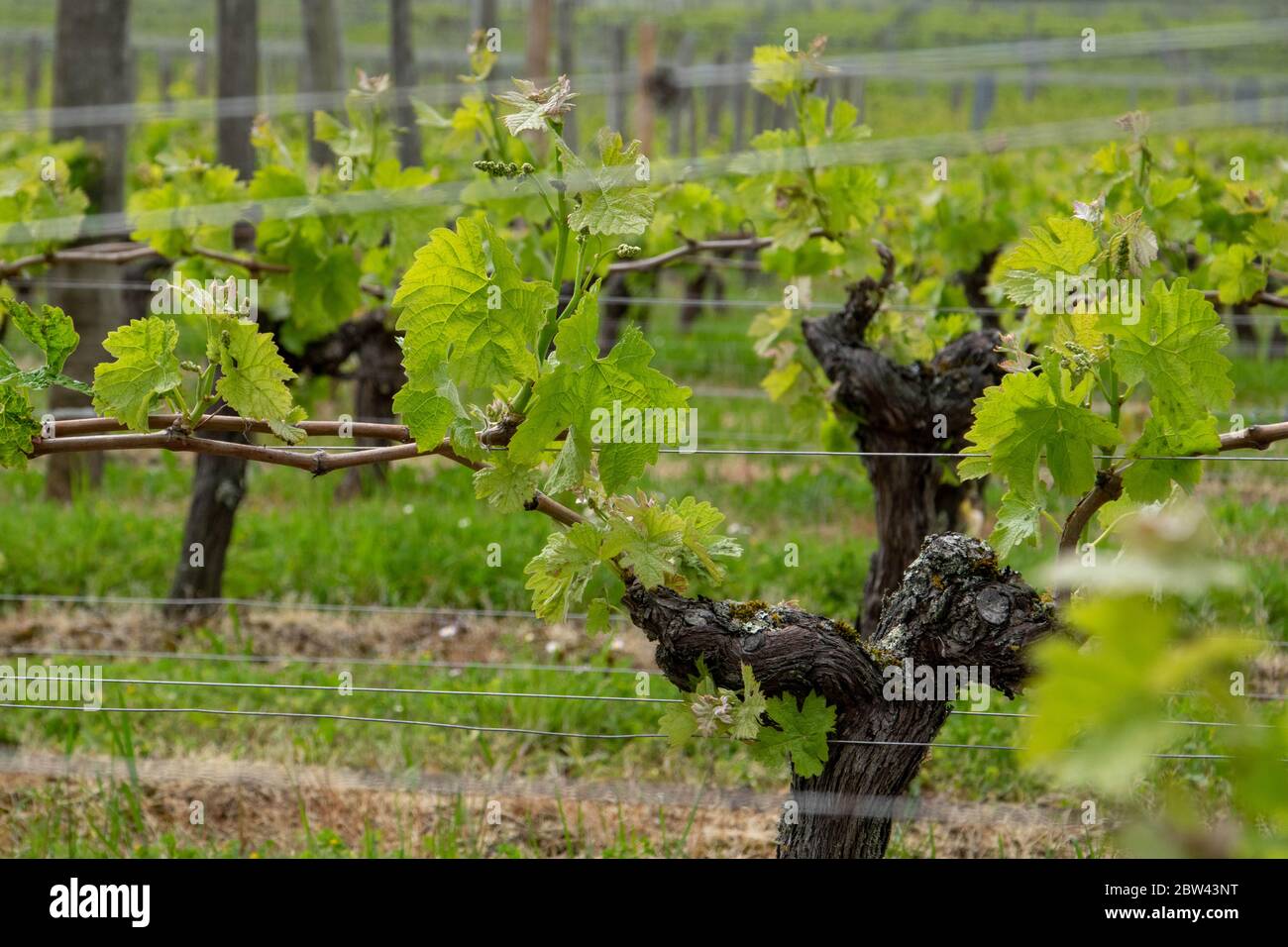 Early Buds and leaves on spring vines in French vineyard Stock Photo ...