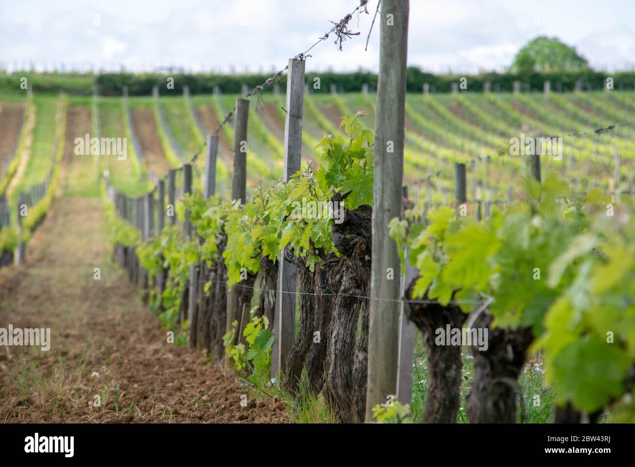 Early spring vineyard hi-res stock photography and images - Alamy