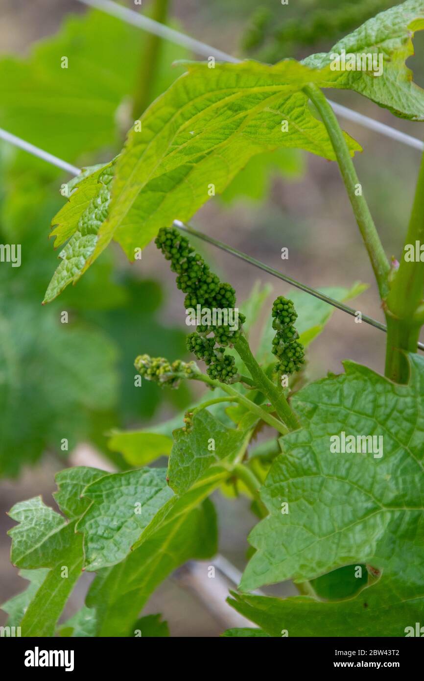 Early Buds and leaves on spring vines in French vineyard Stock Photo ...