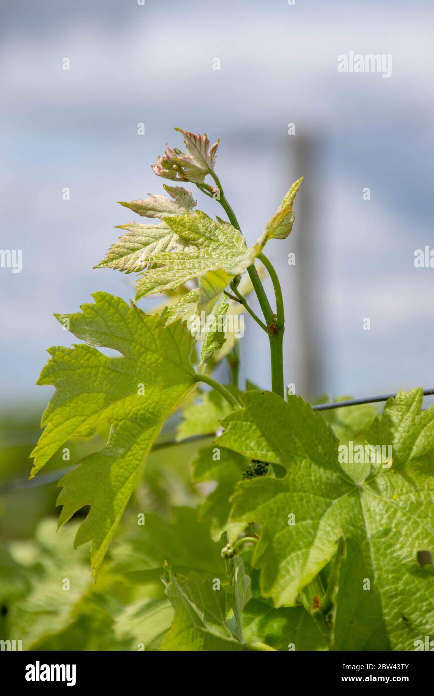 Vineyard leaves hi-res stock photography and images - Alamy