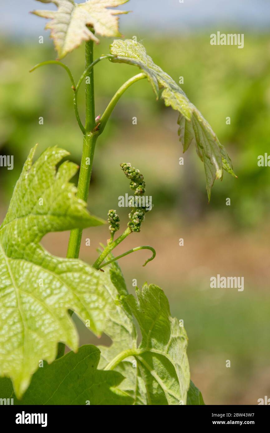 Vineyard leaves hi-res stock photography and images - Alamy