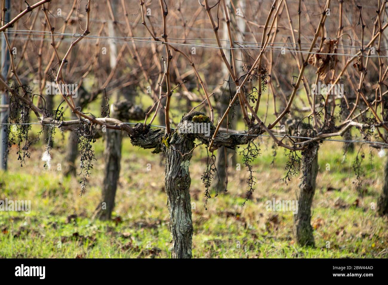 Rows of leafless vines hi-res stock photography and images - Alamy