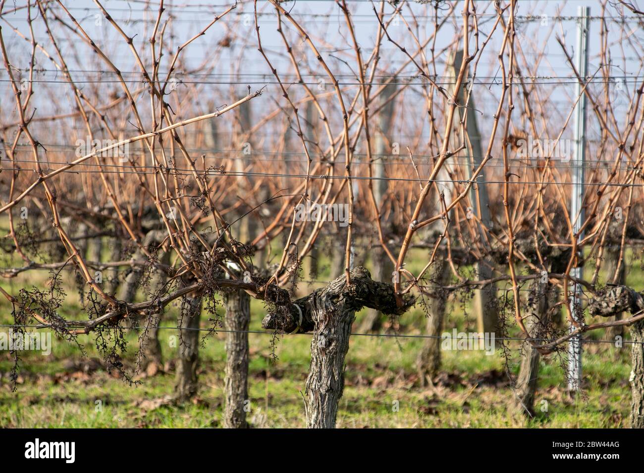 Rows of leafless vines hi-res stock photography and images - Alamy