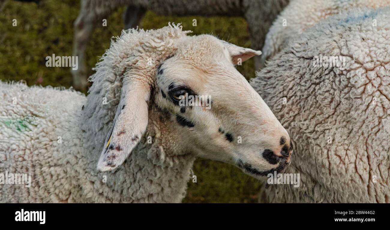 Sheep in nature on meadow. Farming outdoors Stock Photo - Alamy