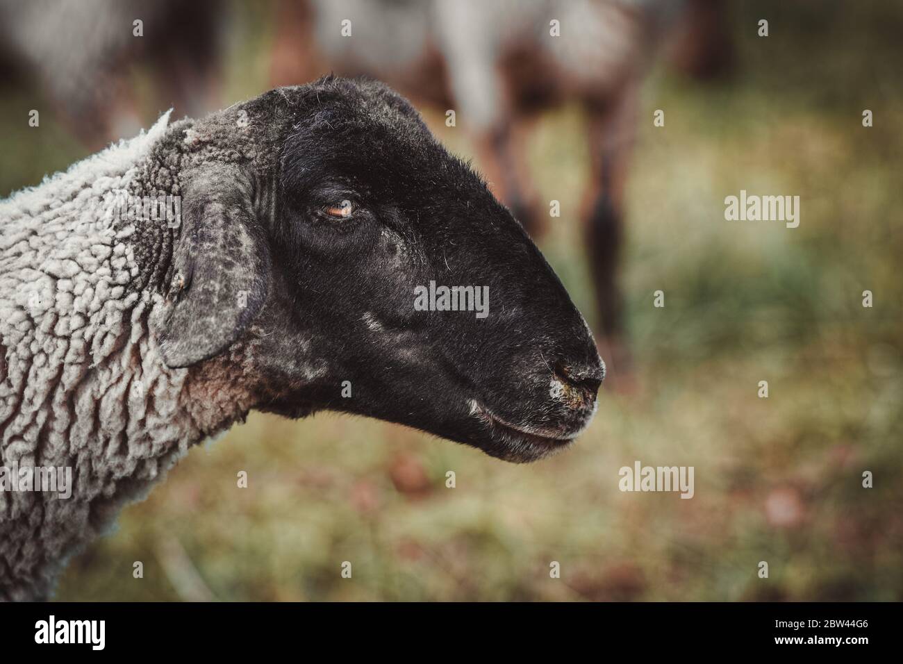 Sheep in nature hi-res stock photography and images - Alamy