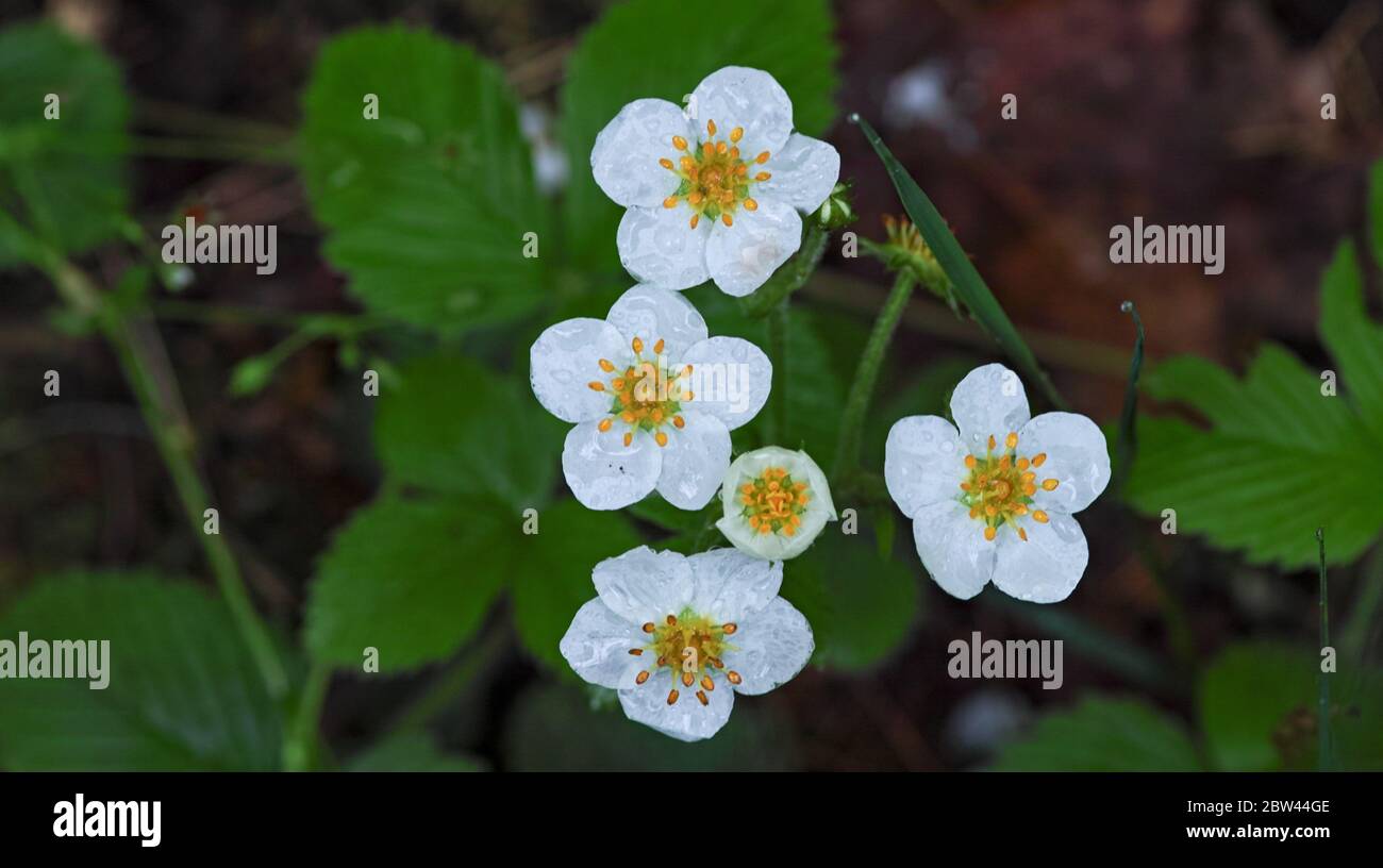 Strawberry plant. Blossoming of strawberry. Wild stawberry bushes ...