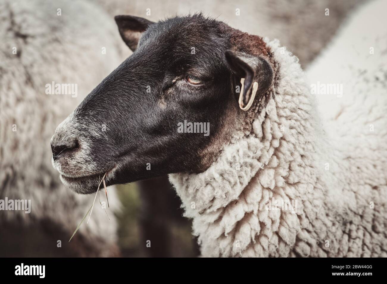 Sheep in nature on meadow. Farming outdoors Stock Photo - Alamy