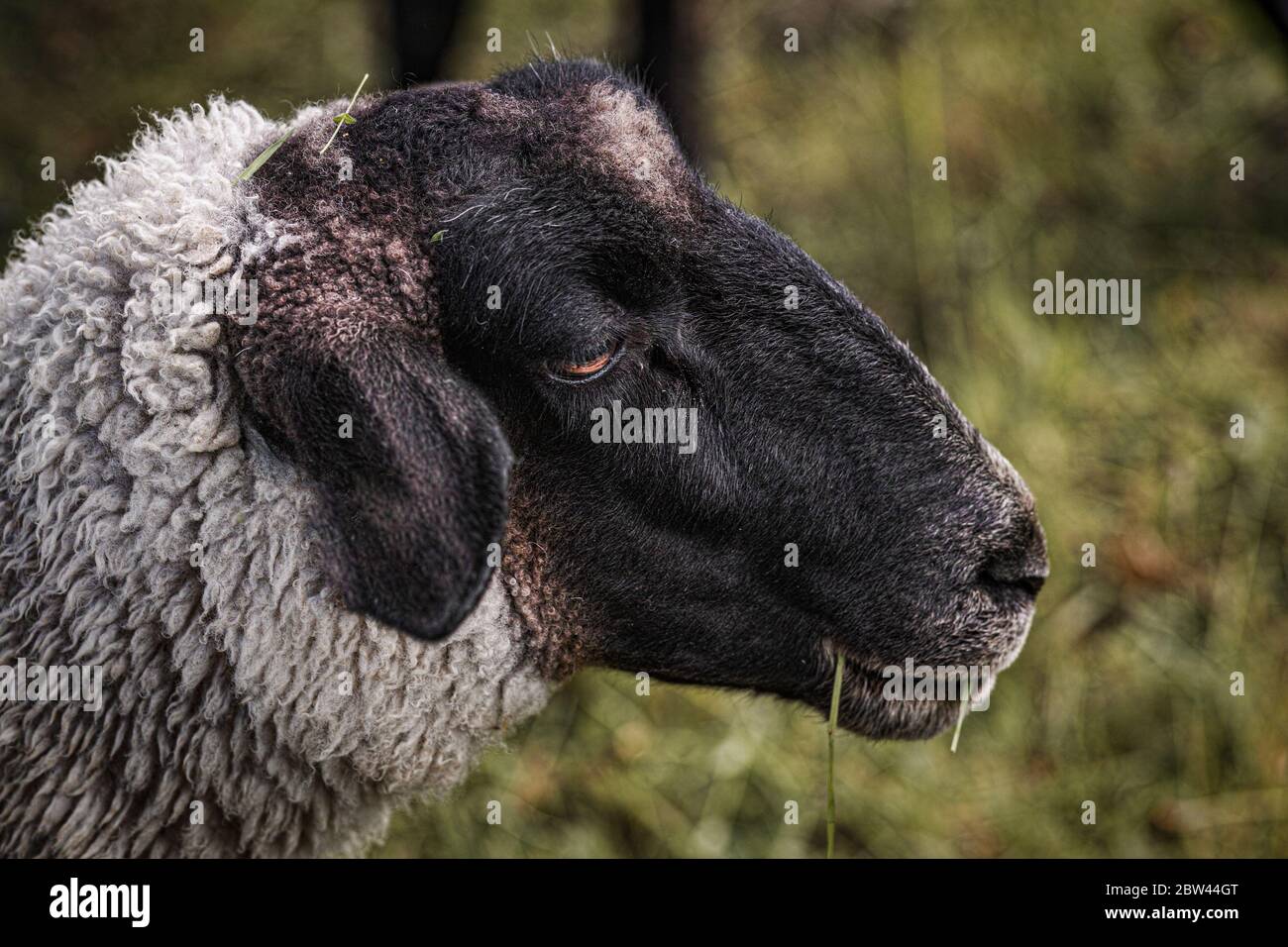 Sheep in nature on meadow. Farming outdoors Stock Photo - Alamy