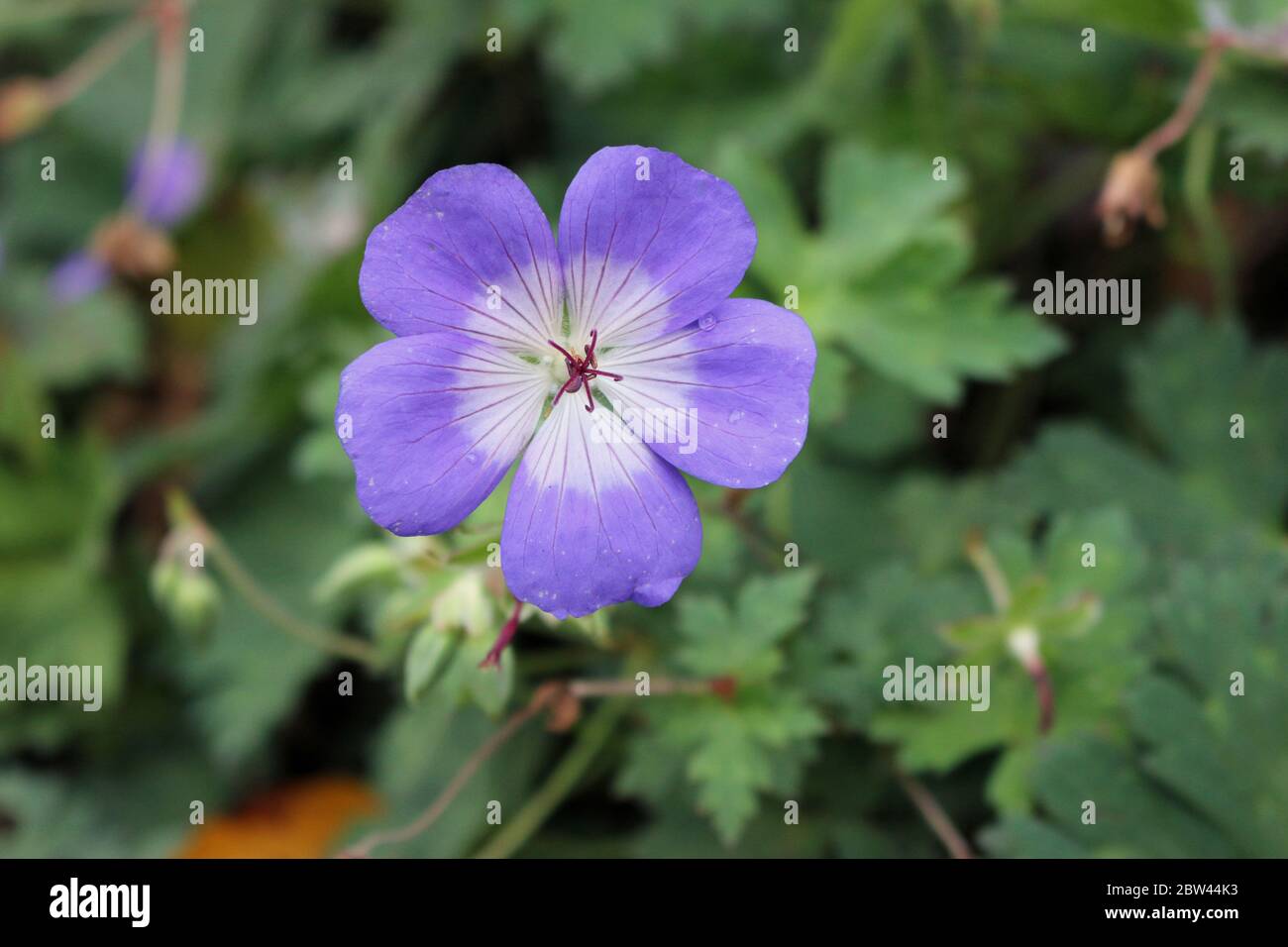Single violet blue flower of the geranium or cranesbill variety Rozanne ...