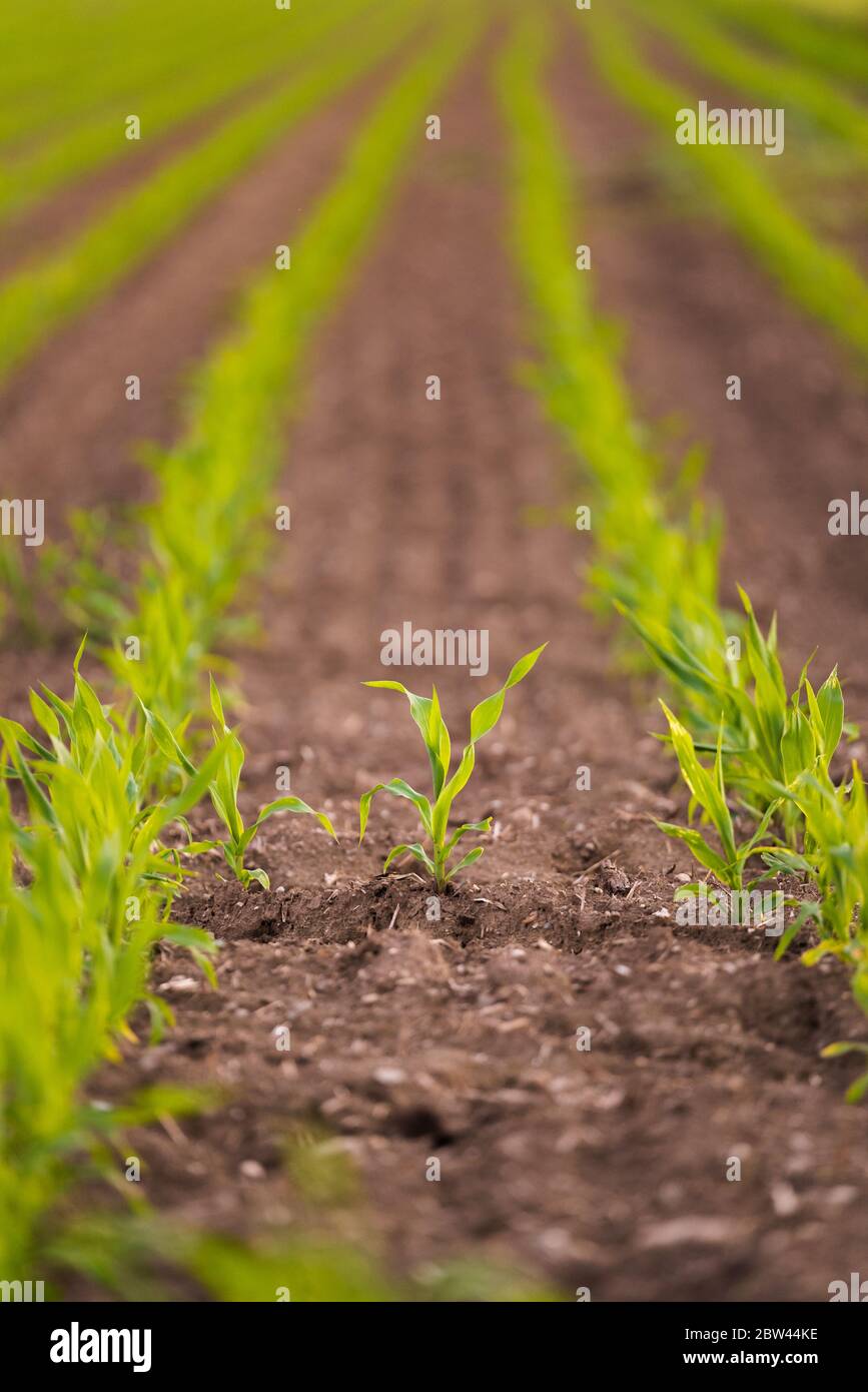 Growing young maize seedling in cultivated agricultural farm field ...