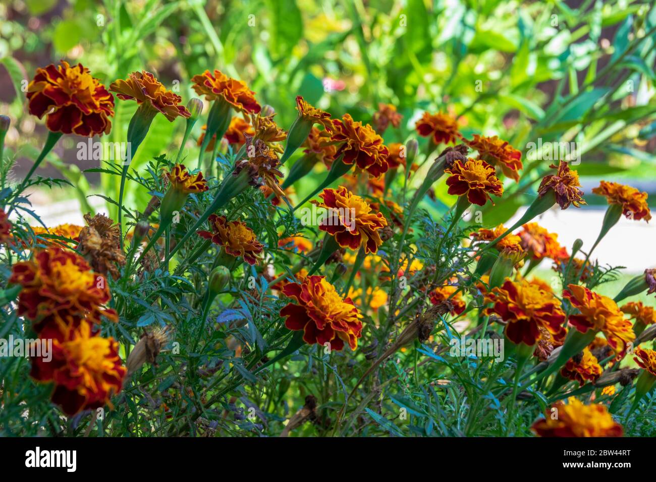 Beautiful golden yellow French marigold, Tagetes Patula Stock Photo - Alamy