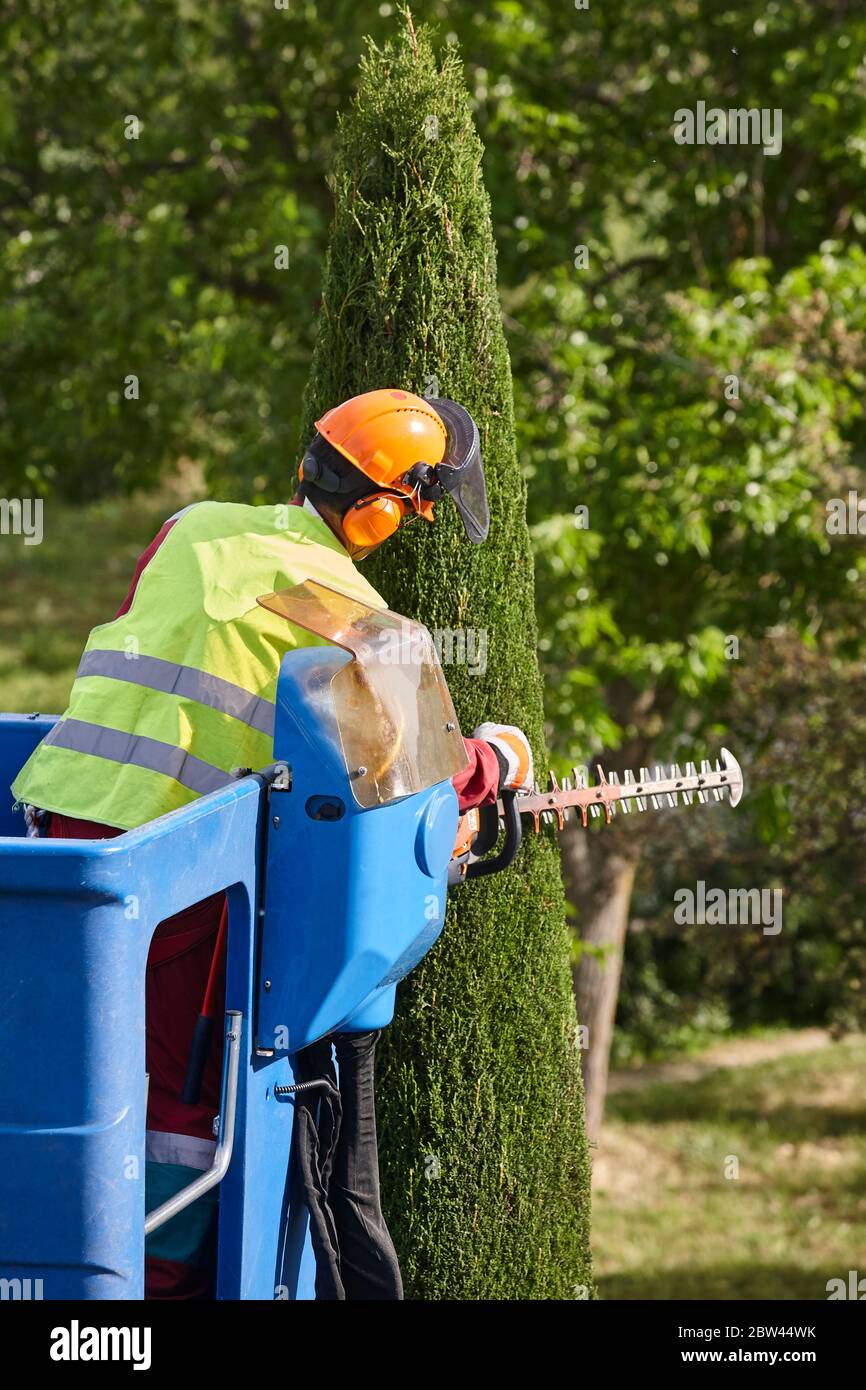 Gardener pruning a cypress tree with a chainsaw and a crane Stock Photo ...