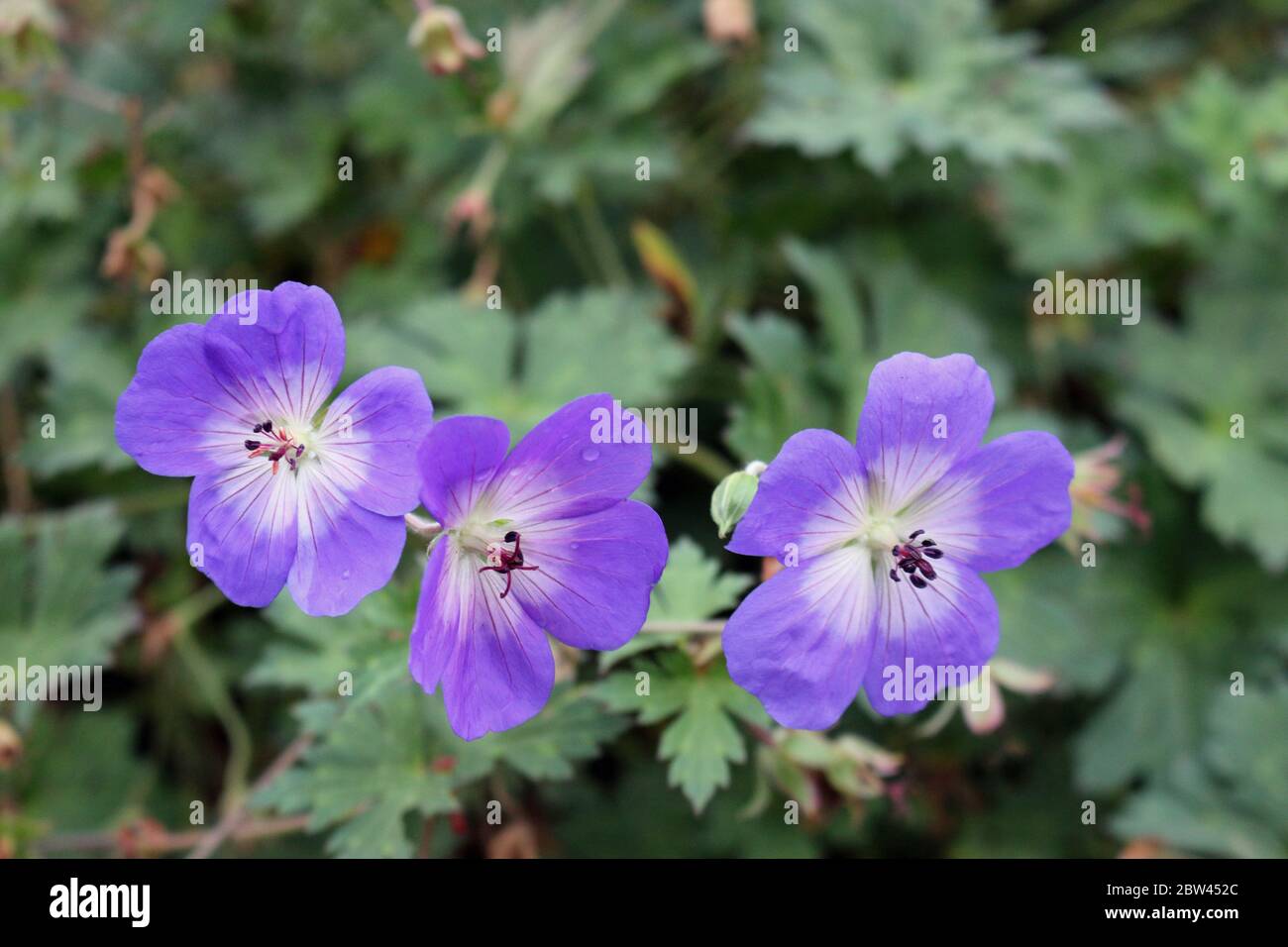 Three violet blue flowers of the geranium or cranesbill variety Rozanne ...