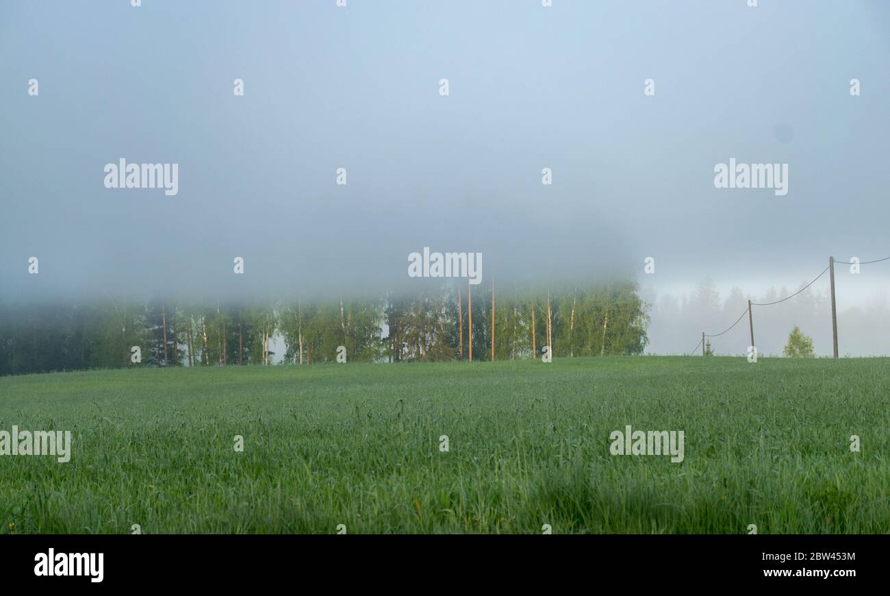 interesting fog landscape with trees and electricity poles, magic fog ...