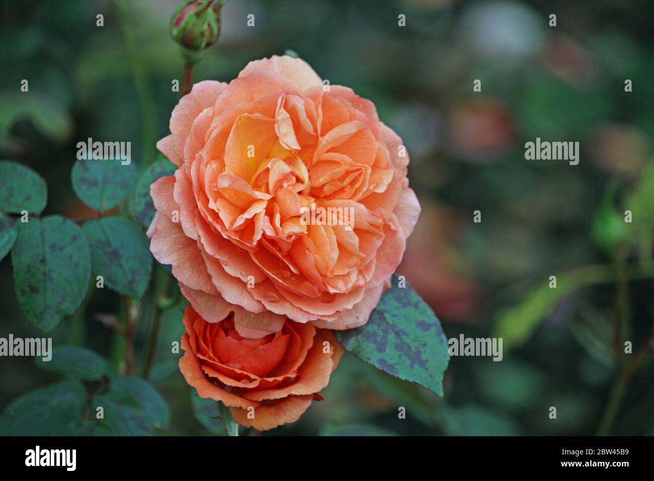 Two orange rose flowers of the variety Louise Clements also known as ...