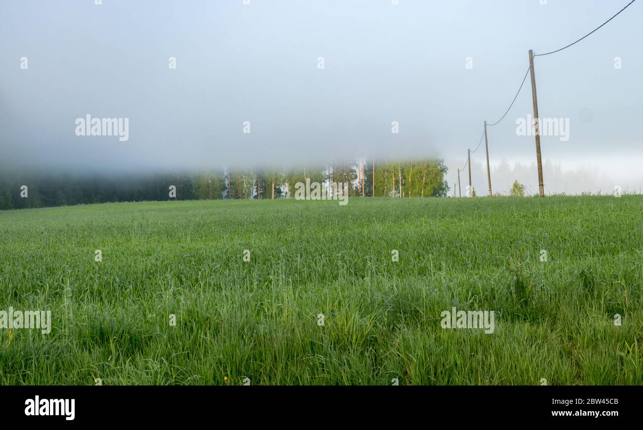 Fog landscape with trees hi-res stock photography and images - Alamy