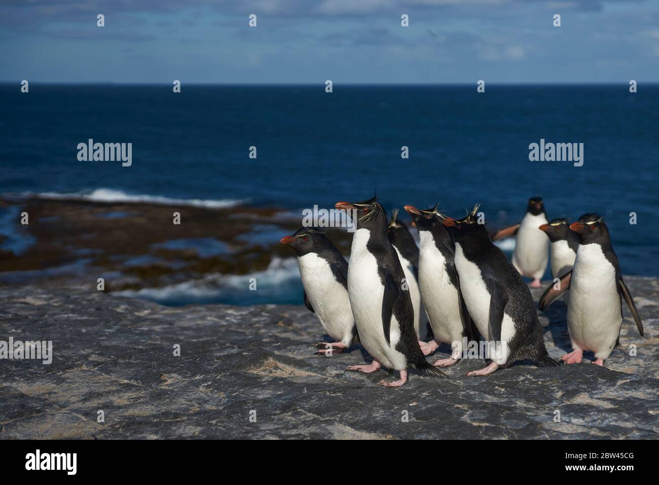 Southern Rockhopper Penguins (Eudyptes chrysocome) return to their ...