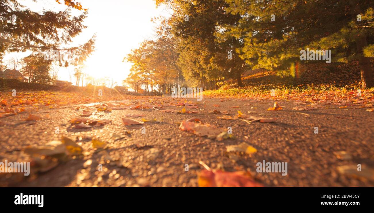 Bright Colorful Orange Fall Colors of Leaves Scattered on the Ground at ...