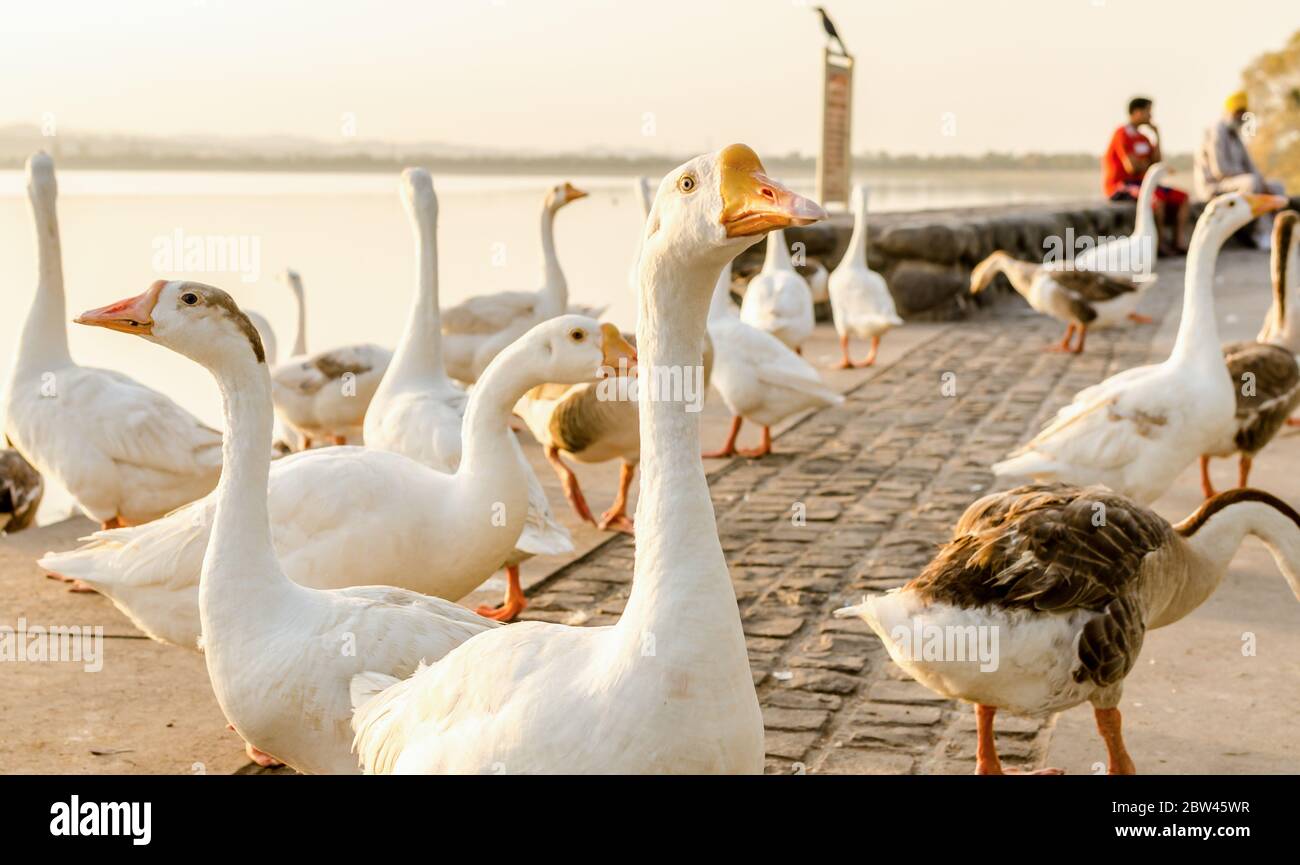 Fat ducks hi-res stock photography and images - Alamy