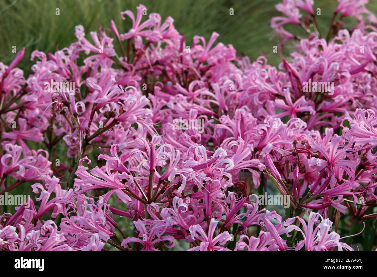 Pink nerine, Nerine bowdenii, flowers in full flower in the autumn with ...