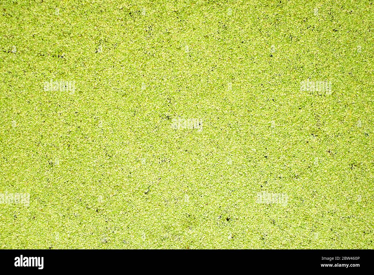 Common duckweed, lesser duckweed (Lemna minor) aquatic fresh water ...