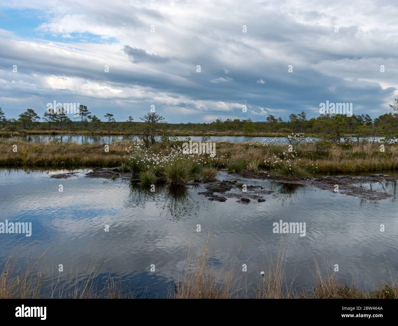 beautiful bog landscape, the land is covered with bog vegetation, moss ...
