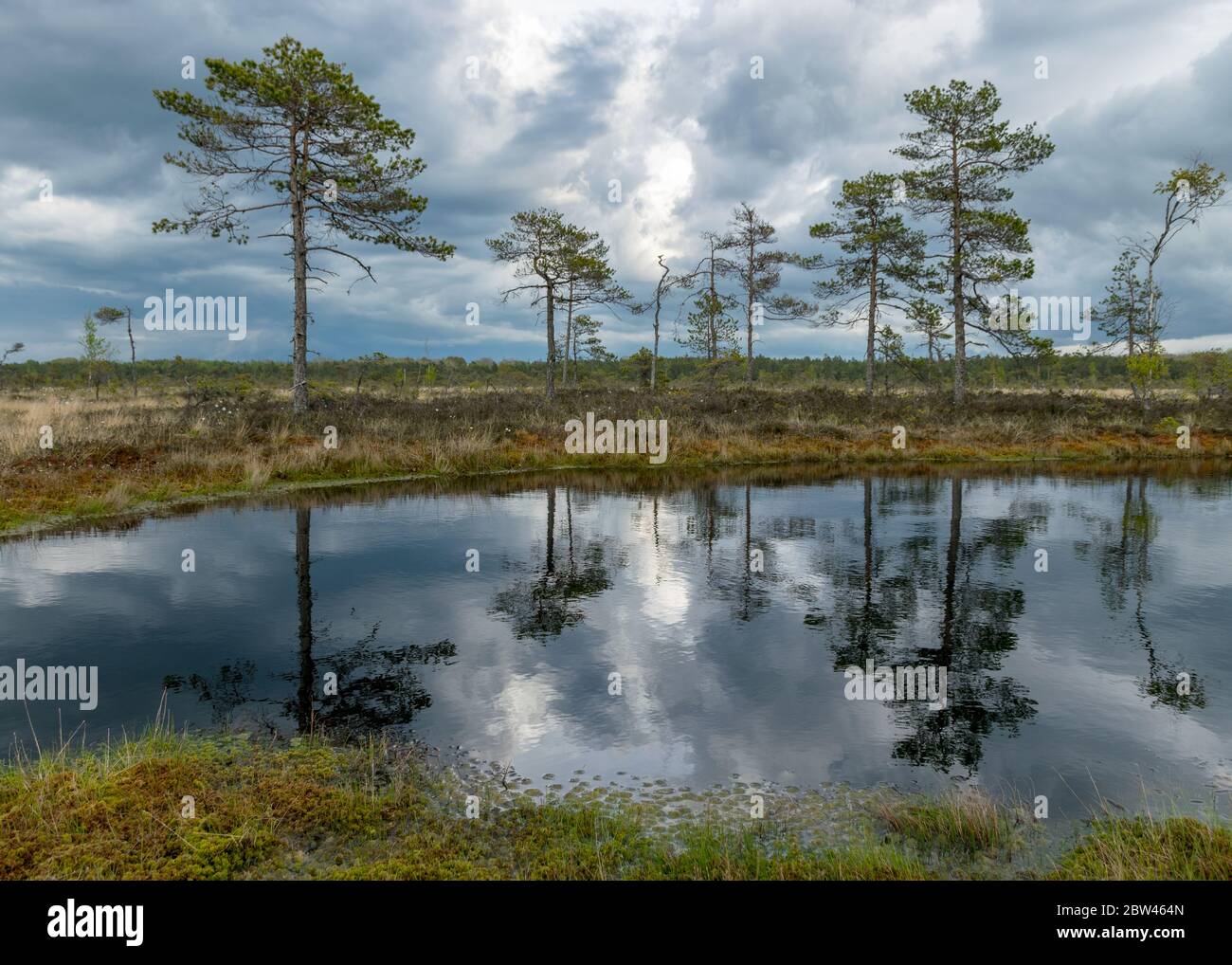beautiful bog landscape, the land is covered with bog vegetation, moss ...